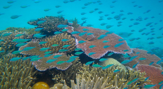 Great Barrier Reef water temperature: Current water temp in the great ...